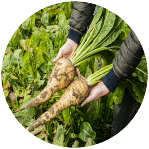 Morosil HQ - Morosil HQ